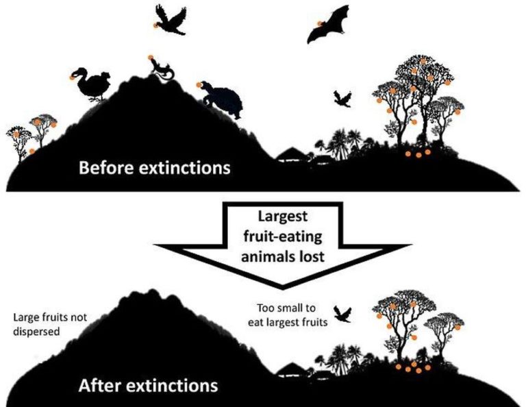 What Happens When A Species Goes Extinct? | Earth.Org