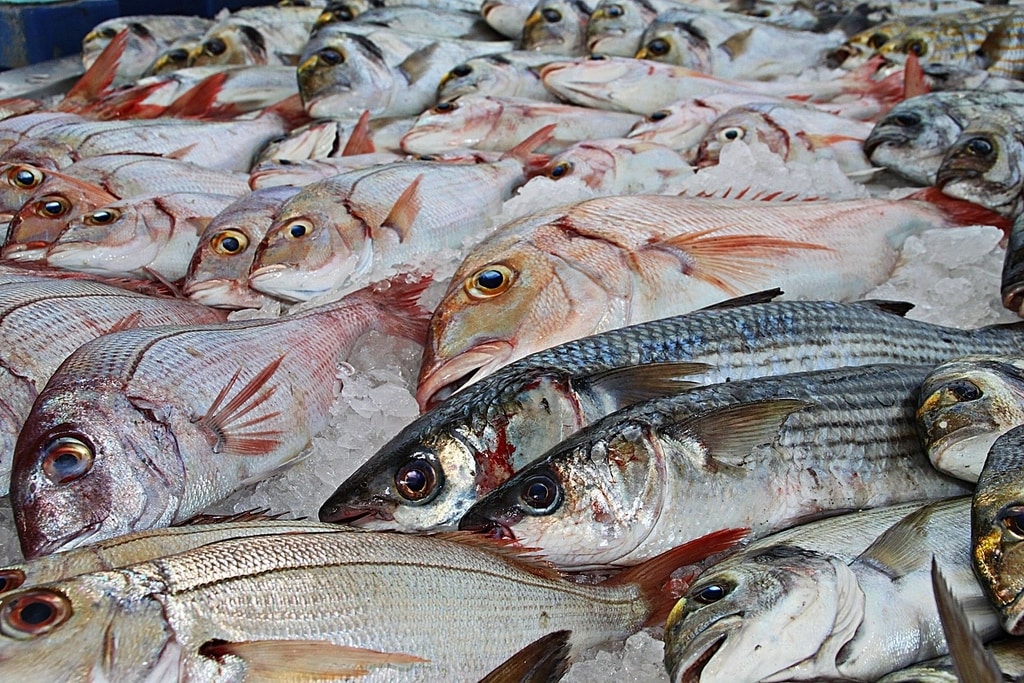 Managing Fisheries Helps Stocks Recover- Most of the Time | Earth.Org