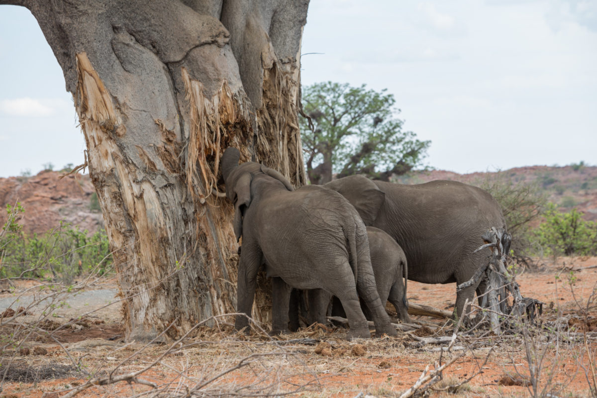They Survived Centuries of Elephant Onslaught. Now Climate Change is ...