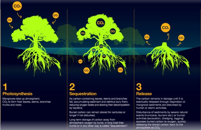 The True Value of Mangroves | Earth.Org