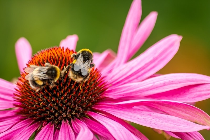 Driven By the Climate Crisis, Bumblebee Numbers Have Plummeted | Earth.Org