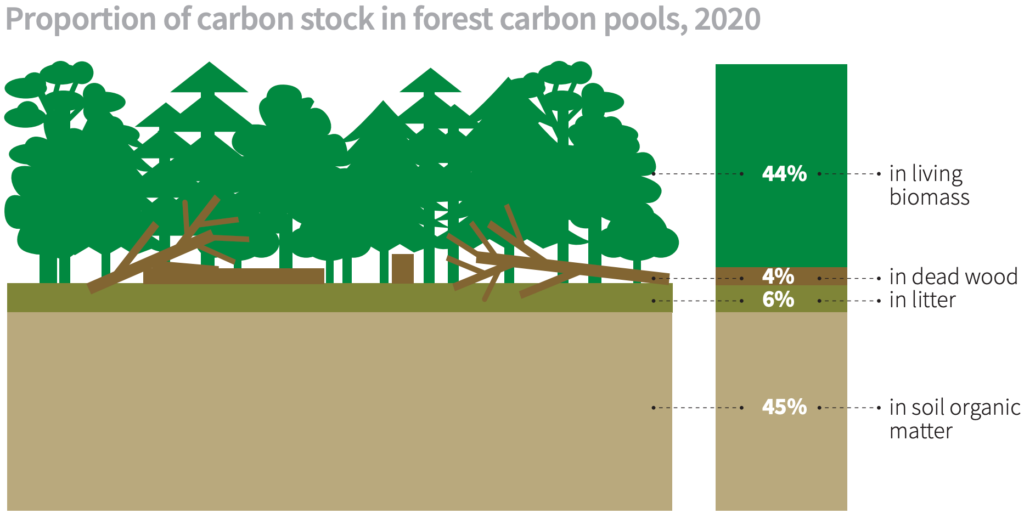 Carbon Sinks: A Brief Review | Earth.Org