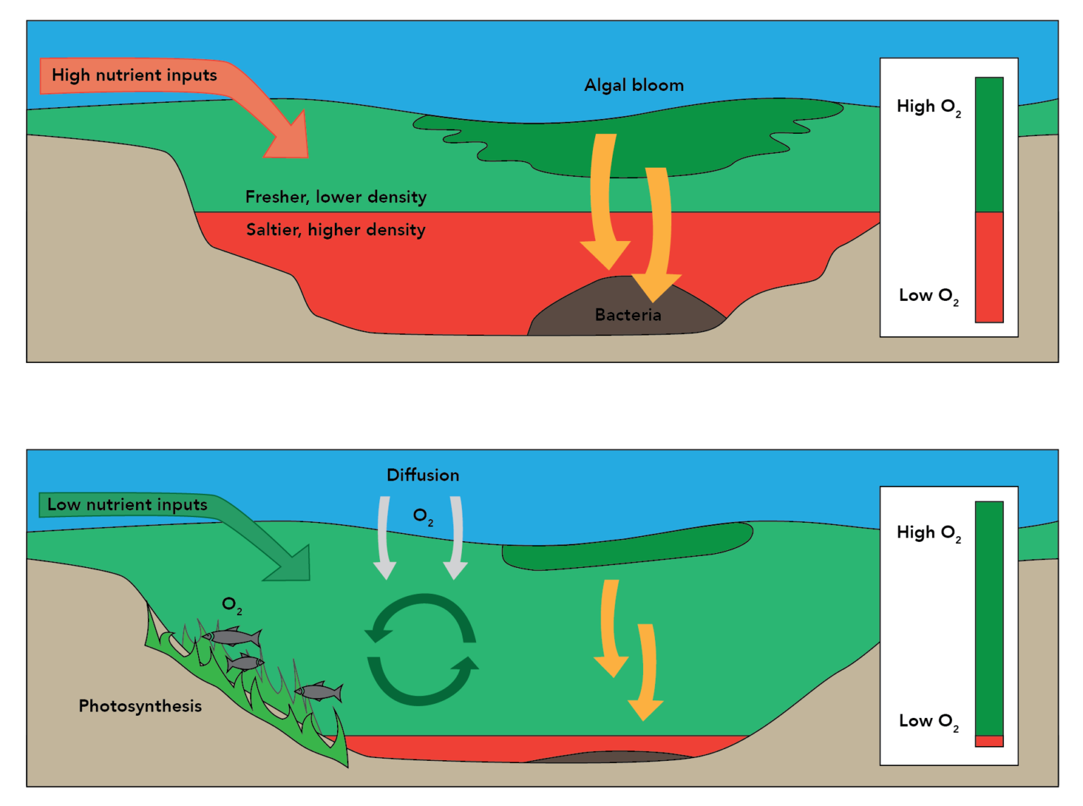 Explainer: What Are Carbon Sinks? | Earth.Org