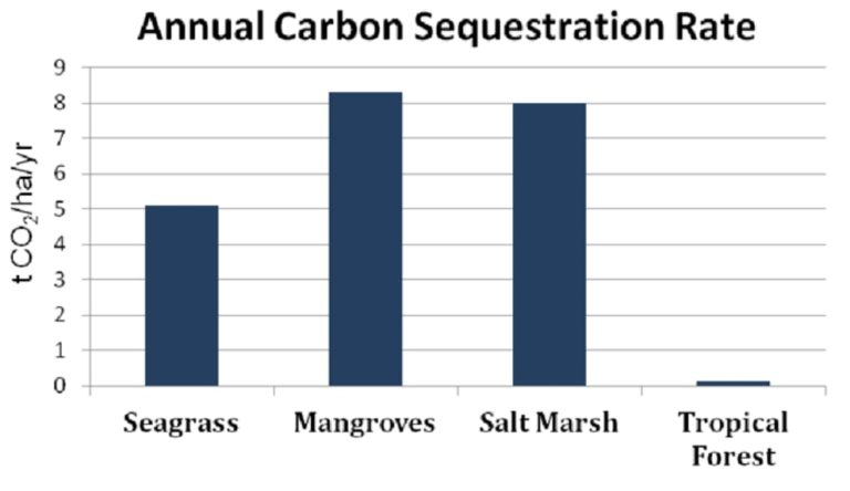 The True Value of Mangroves | Earth.Org