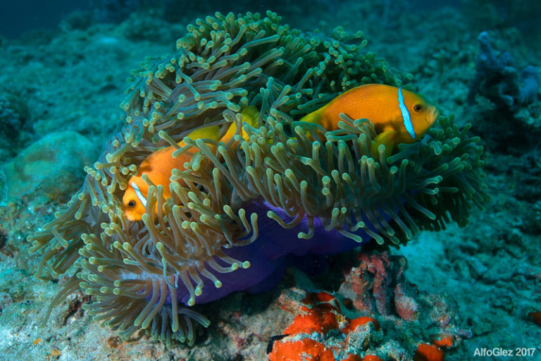 How the Maldives is Saving its Coral Reefs | Earth.Org