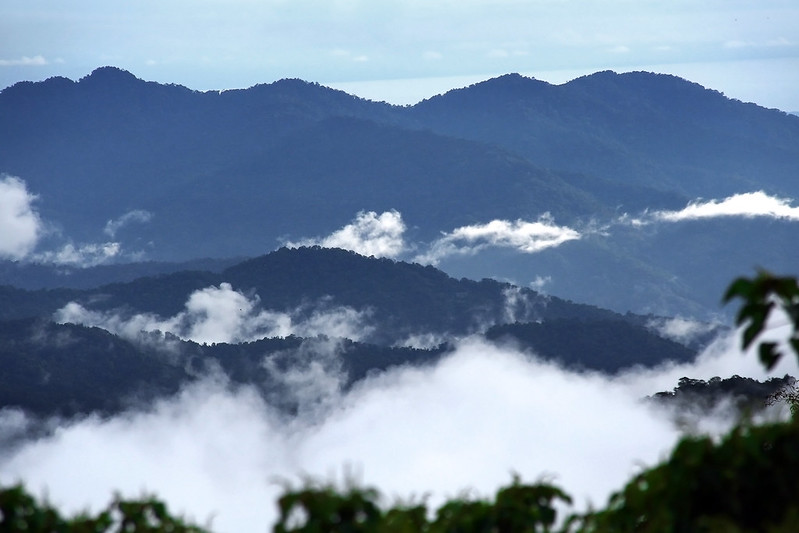 The Conservation Organisation Working to Restore the Borneo Rainforest ...