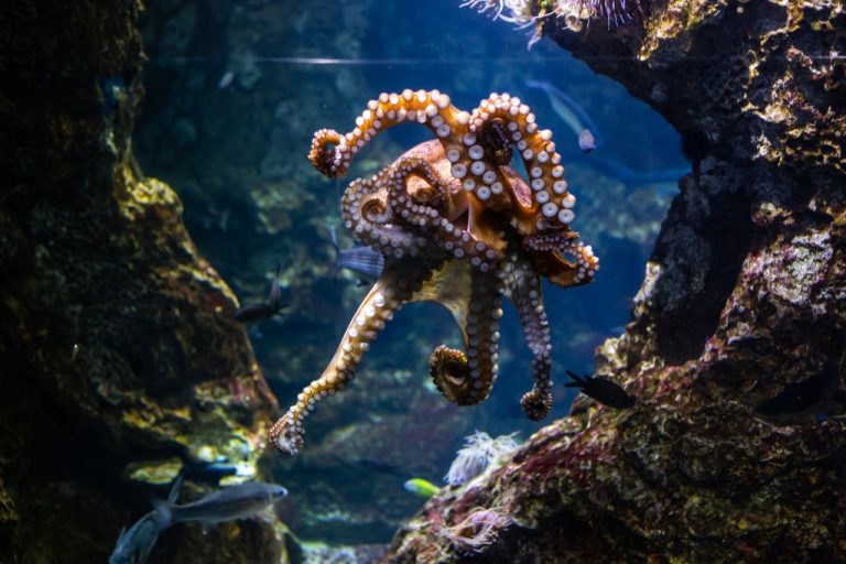 10 Interesting Facts About the Octopus | Earth.Org