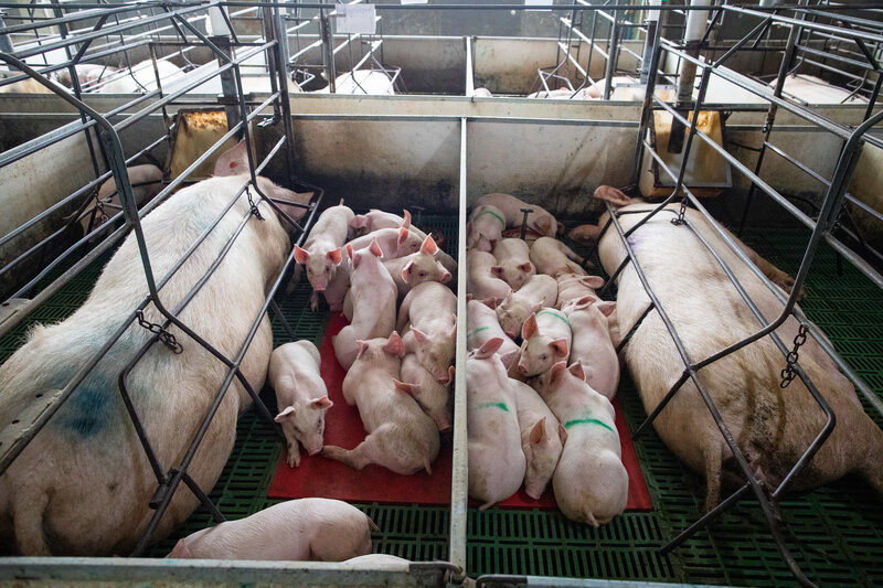 Research Links Industrial Pig Farming and Virus Outbreaks | Earth.Org