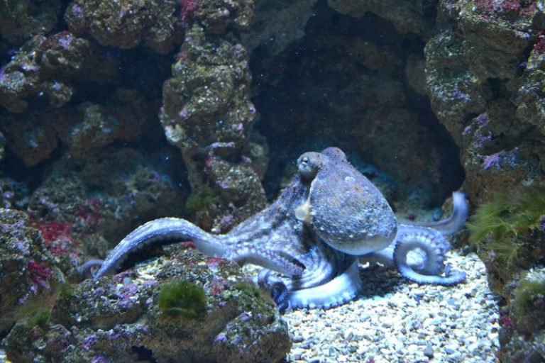 10 Interesting Facts About the Octopus | Earth.Org