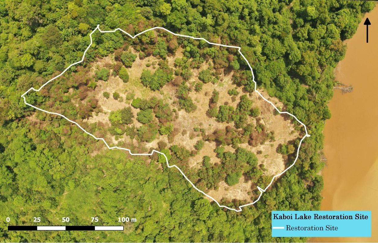 The Conservation Organisation Working to Restore the Borneo Rainforest ...