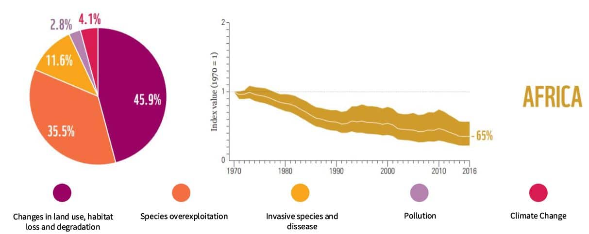 The Statistics of Biodiversity Loss [2020 WWF Report] | Earth.Org