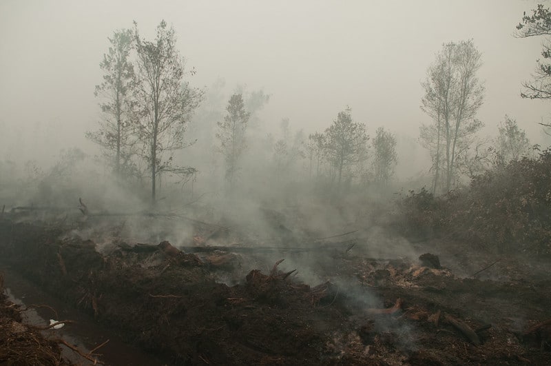 Peatlands on Fire Again as Burning Season Starts in Indonesia | Earth.Org