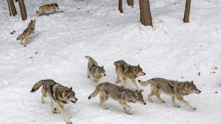 Species Reintroduction: How Wolves Saved Beavers in Yellowstone | Earth.Org