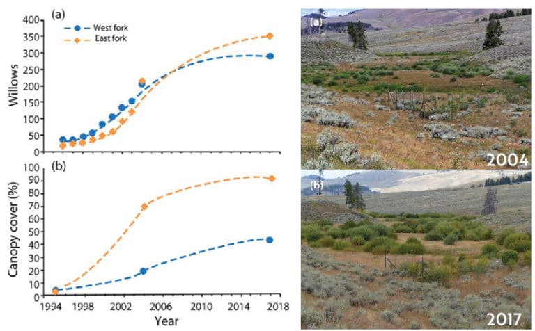 Species Reintroduction: How Wolves Saved Beavers in Yellowstone | Earth.Org