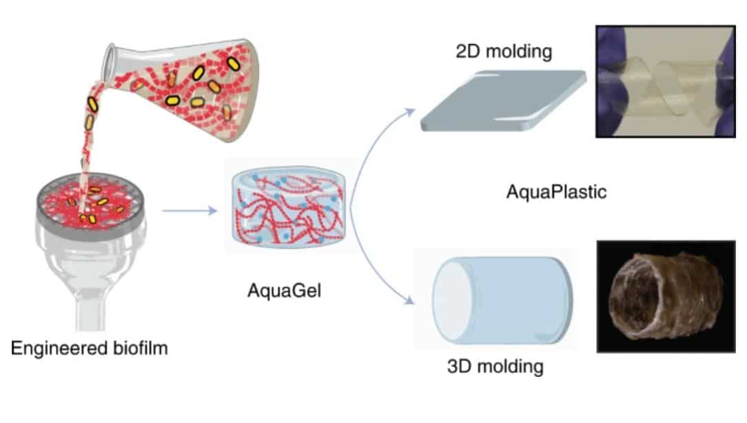 Aquaplastic: The Bacterial Plastic Alternative | Earth.Org