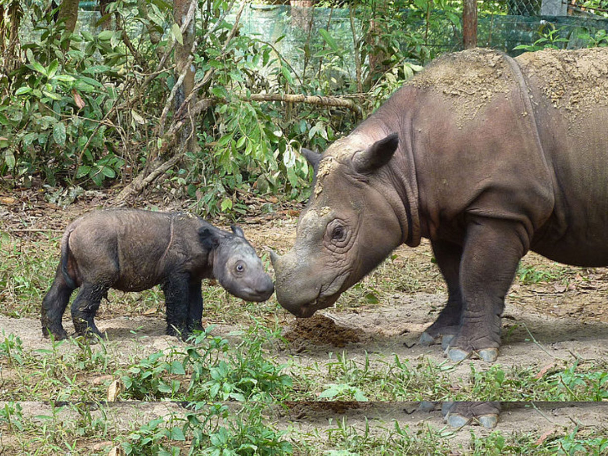 Javan Rhinoceros Baby