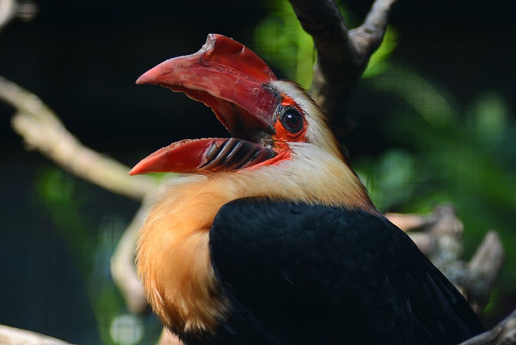 Threatened Animals In The Philippines
