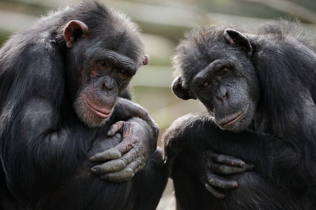 World Chimpanzee Day: 10 Interesting Facts about Chimpanzees