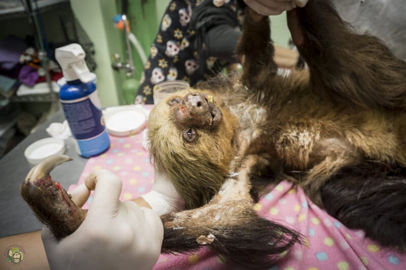 How Wildlife Bridges are Saving Animals from Electrocution in Costa Rica
