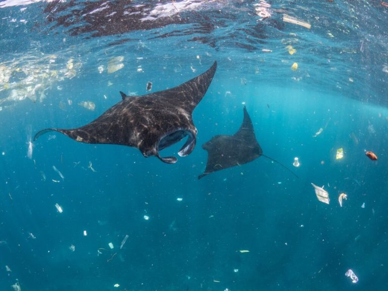 10 Scientific Solutions to Plastic Pollution | Earth.Org