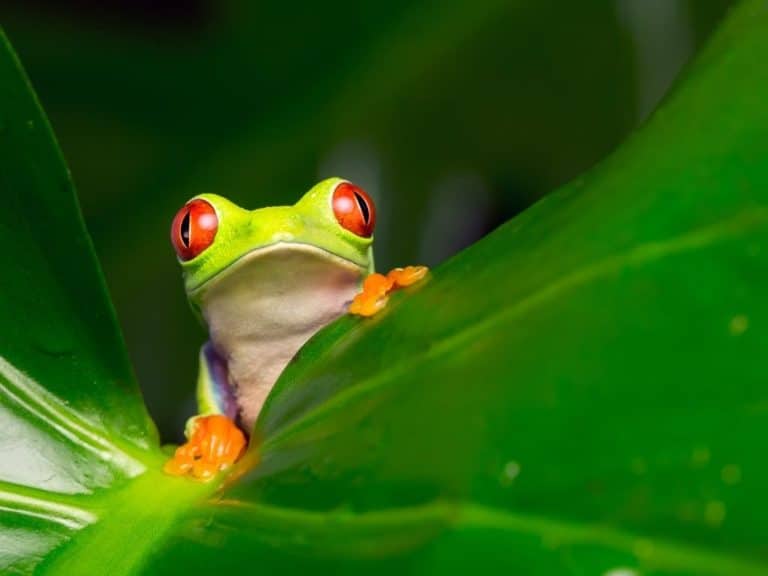 Explainer: What Are the Aichi Biodiversity Targets? | Earth.Org