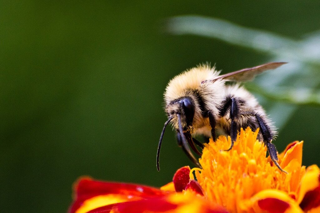 The American Bumblebee Population Has Dropped By 90% Within 20 Years ...