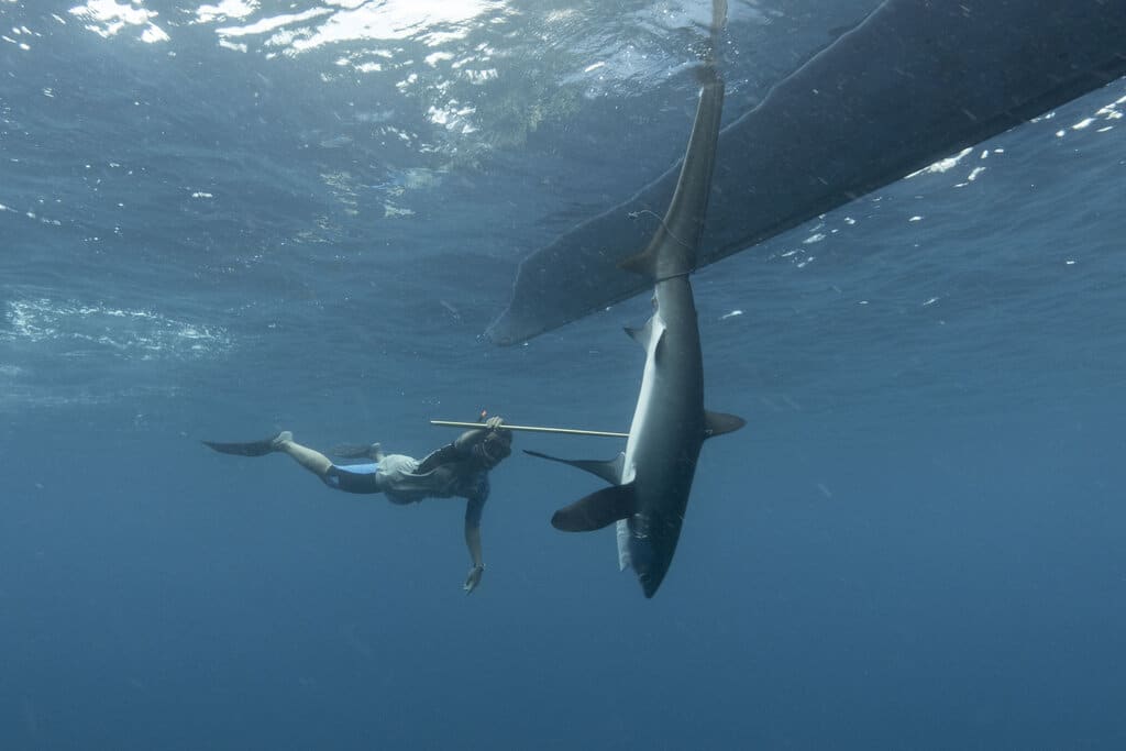 thresher shark scotland
