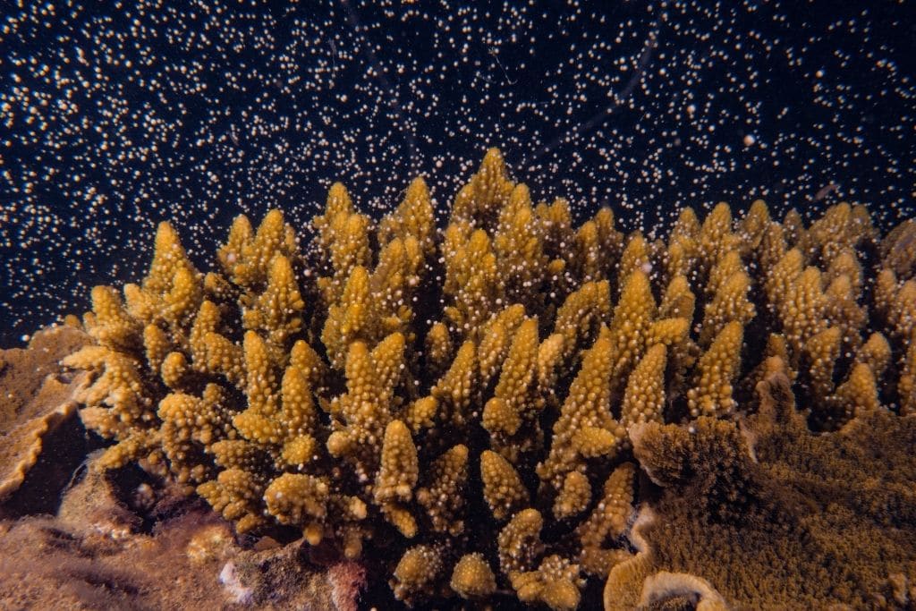 The Great Barrier Reef “Gives Birth” in Massive Coral Spawning Event ...