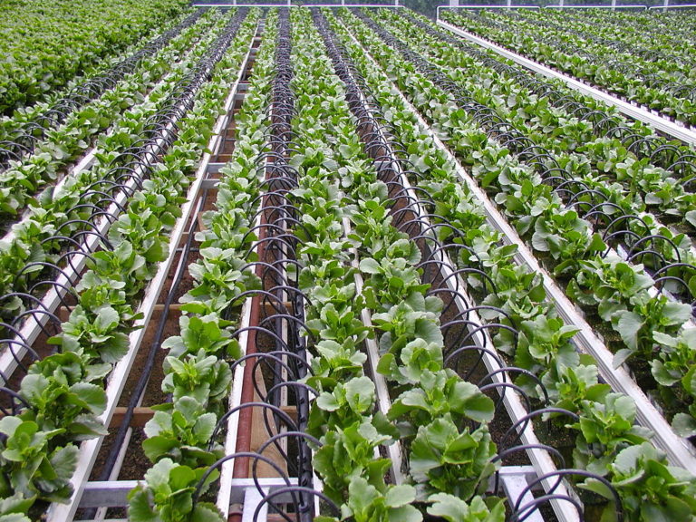 Solutions to Overconsumption to Achieve Sustainable Agriculture