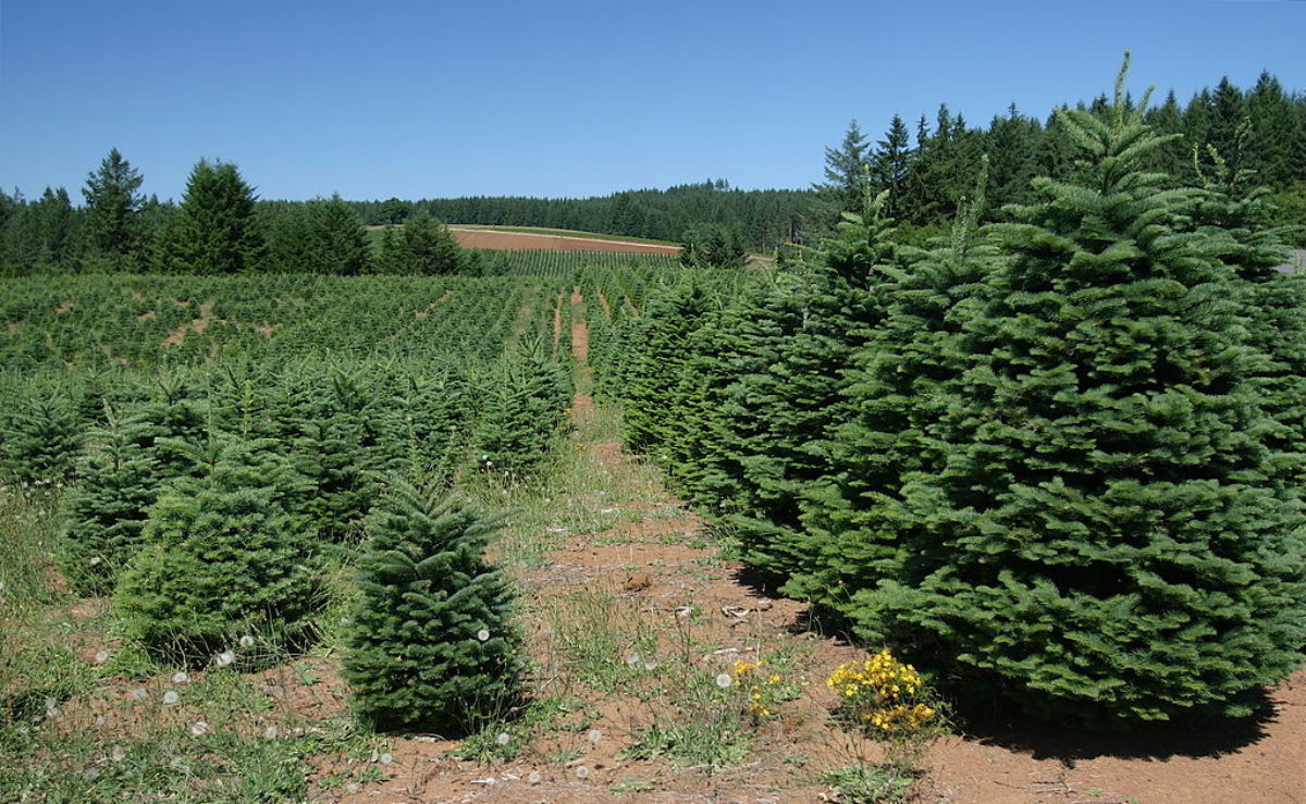 Real Christmas Tree Vs Fake Real Vs. Fake Trees: How Sustainable Is