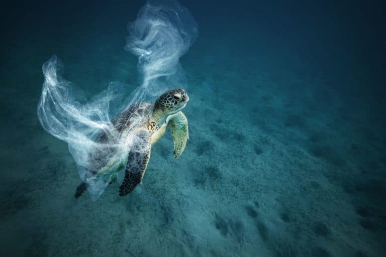 10 Ocean Pollution Facts You Need to Know | Earth.Org