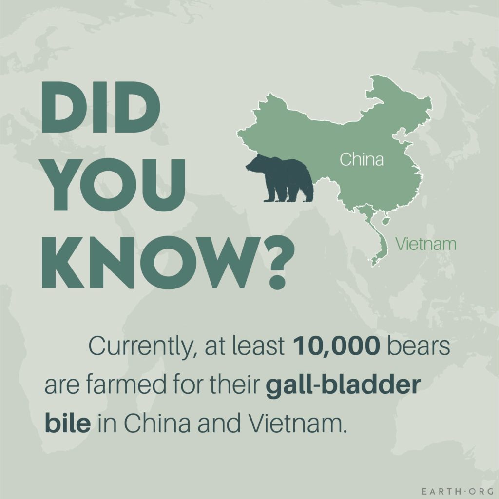 The Mission to Save Vietnam’s Bears from Bear Bile Farming | Earth.Org