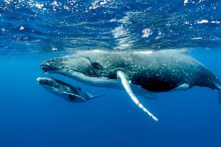 How Do Whales Change Climate? | Earth.Org