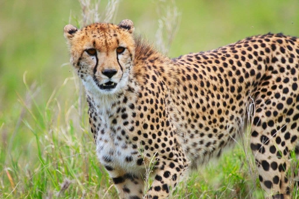 Cheetah Extinction in India: Species to be Reintroduced after 70 Years ...