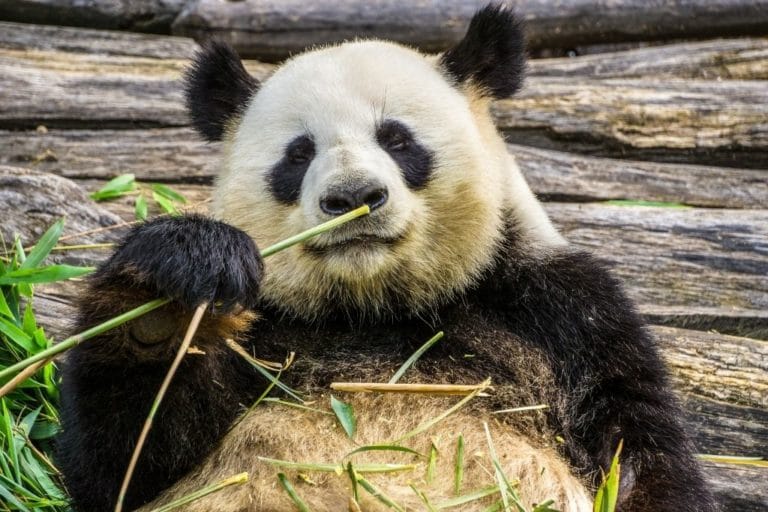 10 Interesting Facts About Pandas | Earth.Org