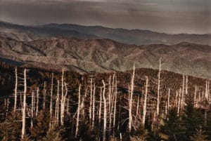 How Does Acid Rain Affect the Environment? | Earth.Org