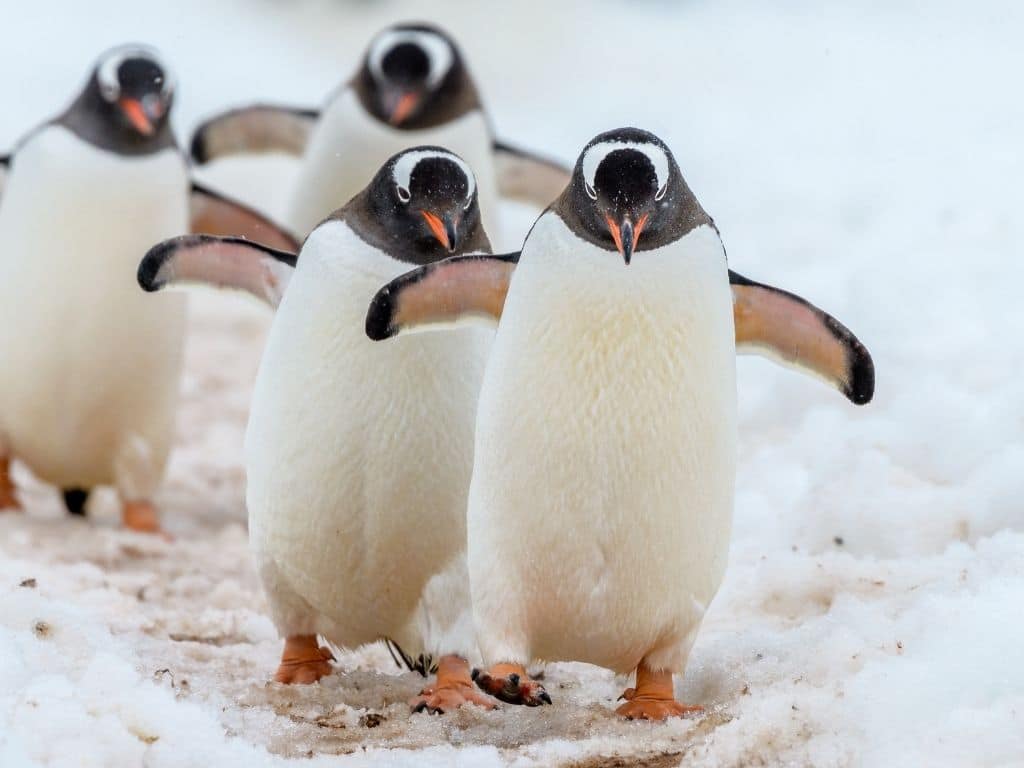 5 Facts About Endangered Penguin Species | Earth.Org