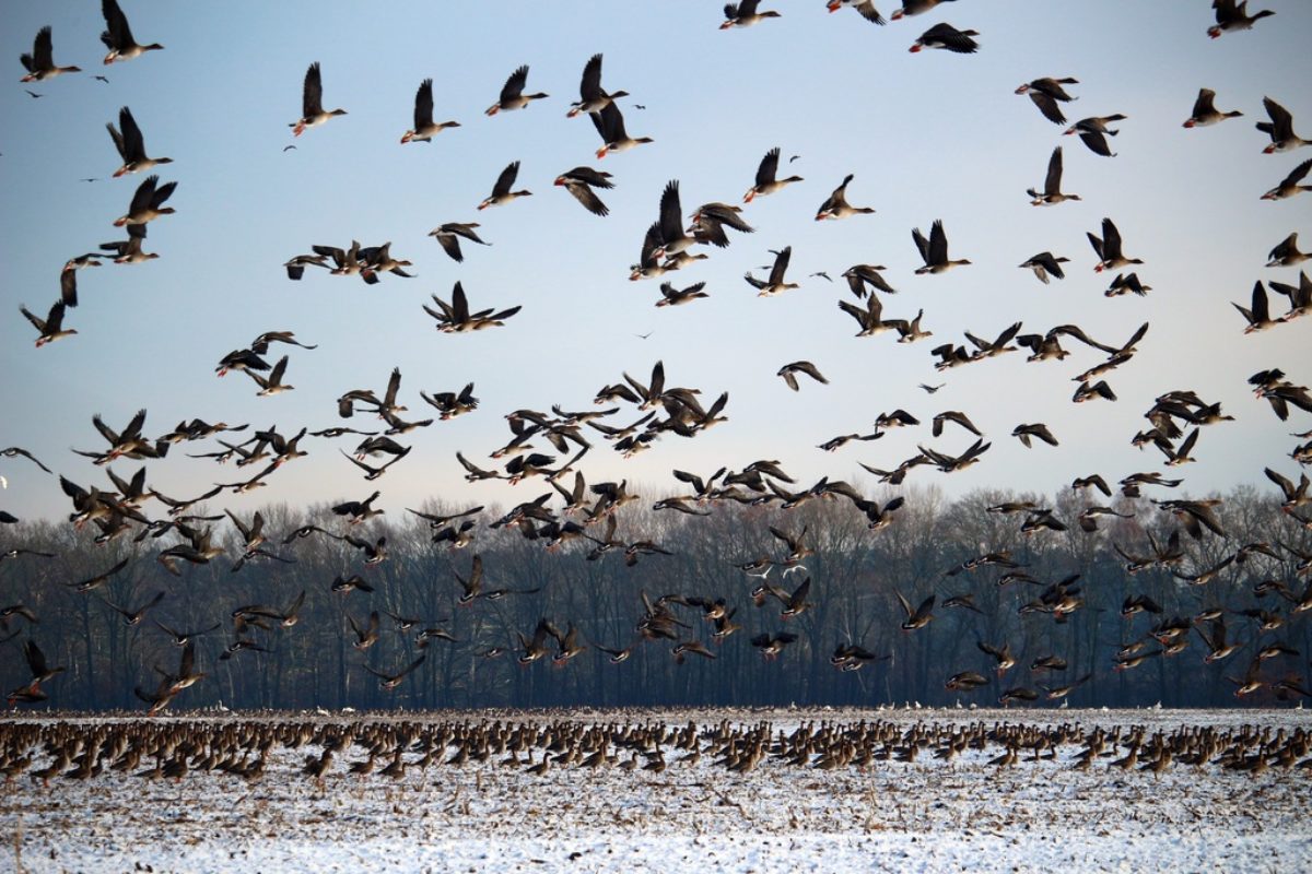 Birds Migrating In Winter