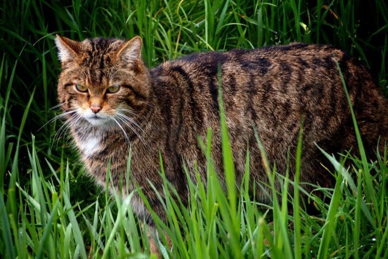 7 of the Most Endangered Species in the UK in 2023 | Earth.Org