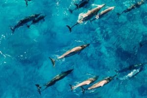 Why Endangered Dolphins Are On the Rise | Earth.Org