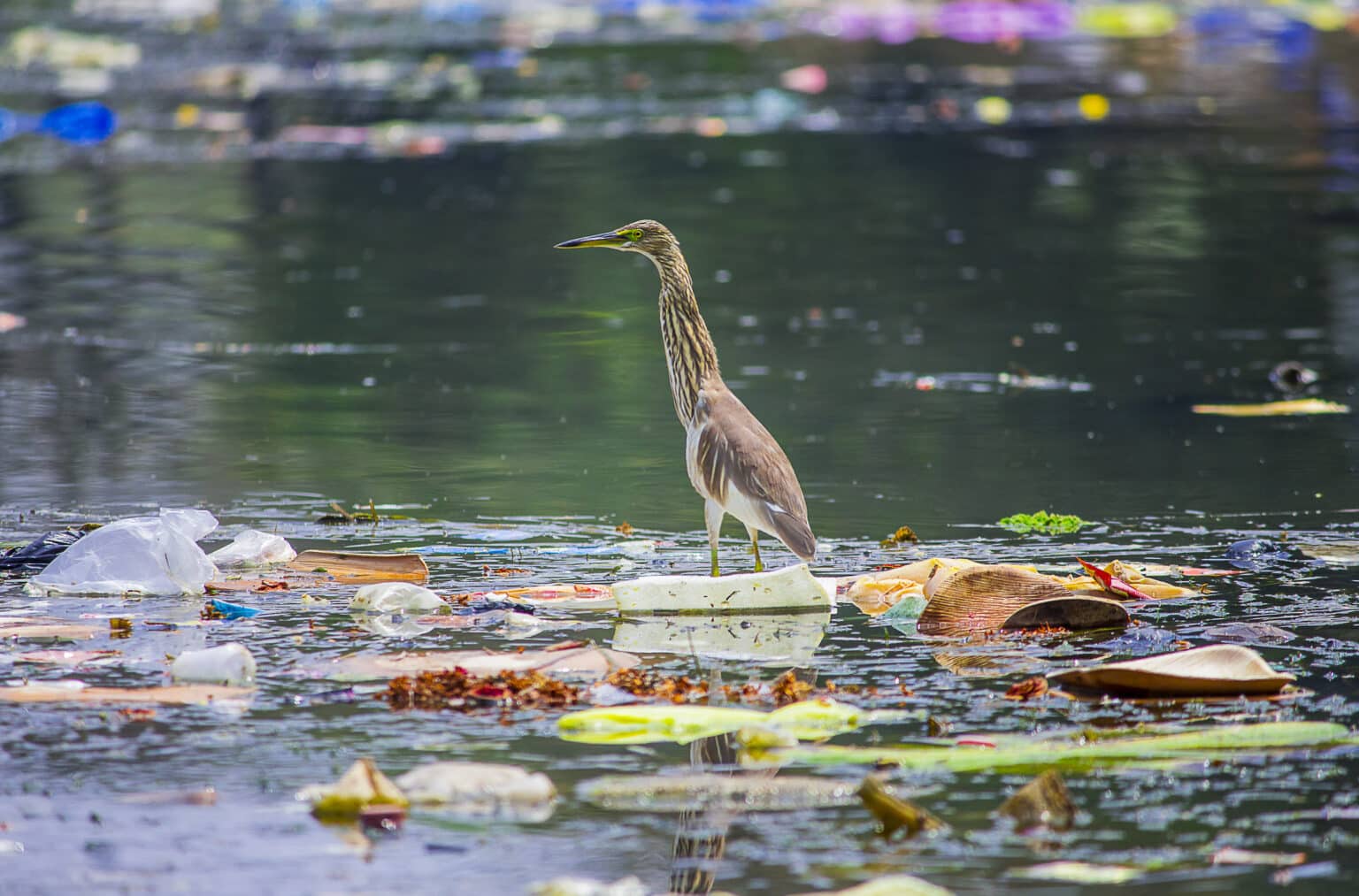 10 Ocean Pollution Facts You Need to Know | Earth.Org
