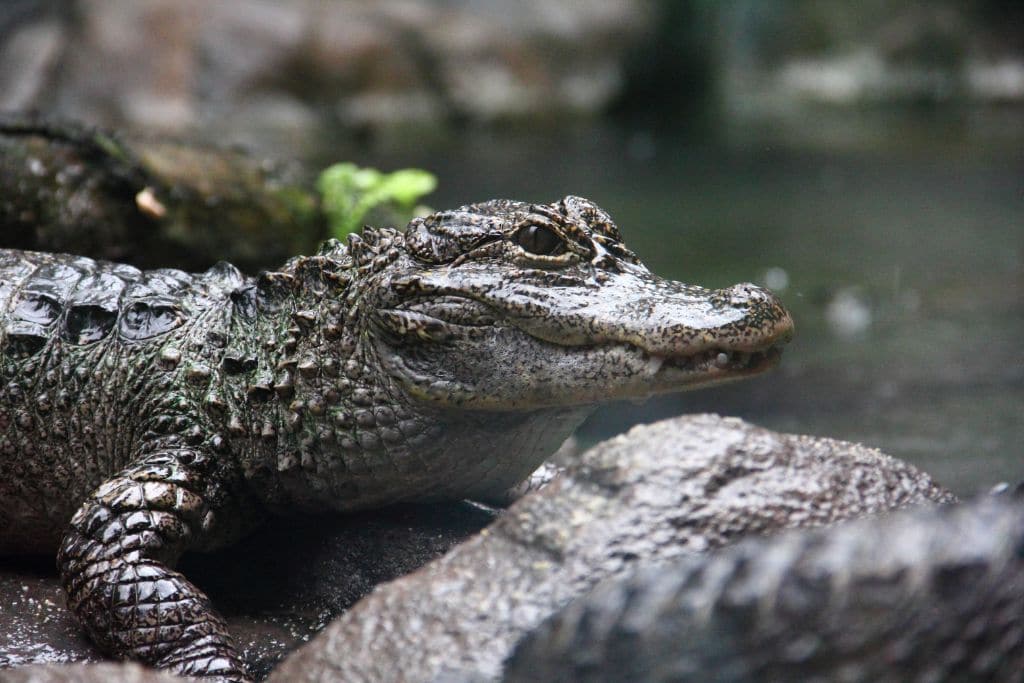 10 of the Most Endangered Species in China | Earth.Org