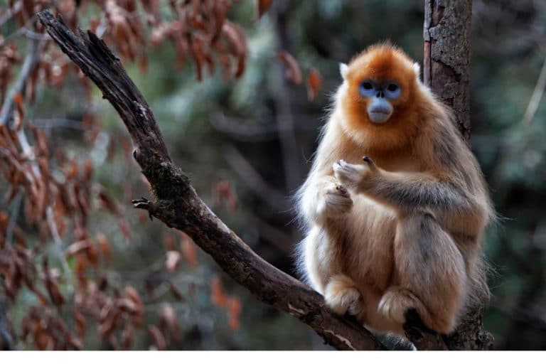 10 of the Most Endangered Species in China | Earth.Org