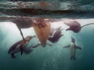 Galapagos Penguins: Diet, Habitat, and Threats | Earth.Org