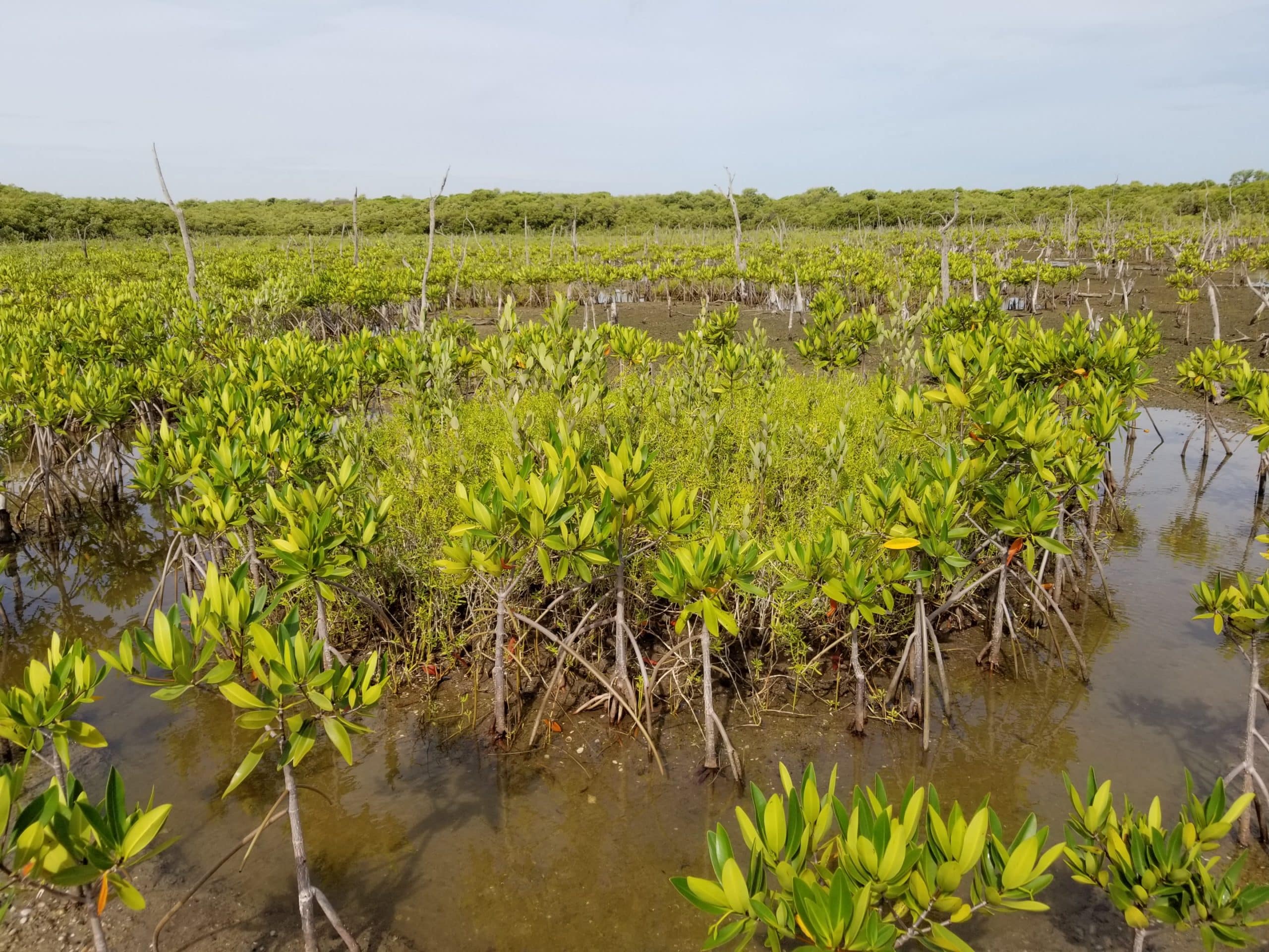 Wonder Trees: The Quest to Reforest a Million Mangroves | Earth.Org