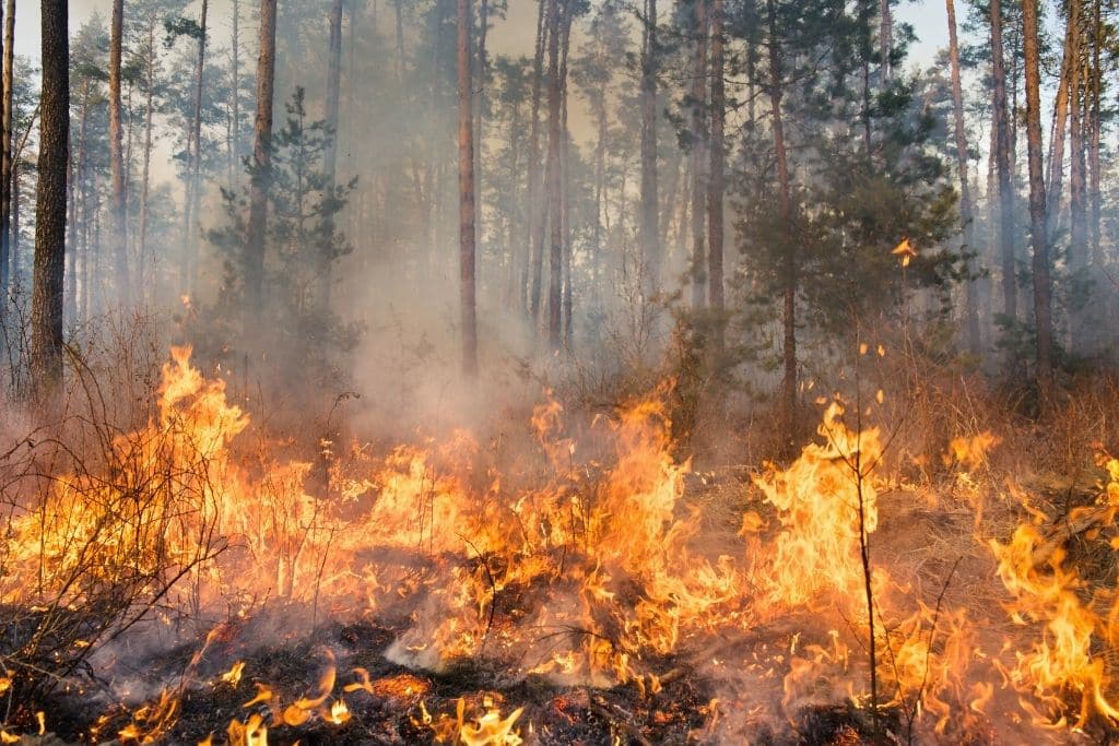Top 13 Largest Wildfires in History | Earth.Org