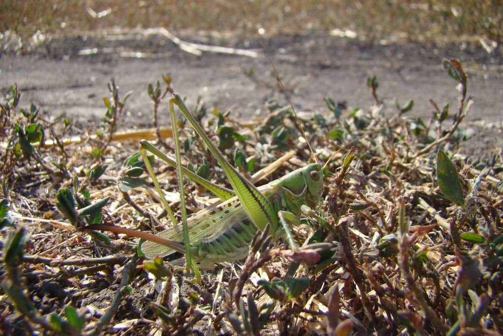 Worst Locust Invasion in 30 Years Destroys Crops in Southern Italy ...