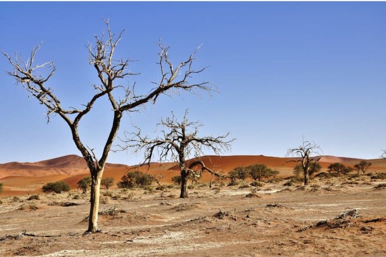 What Is Desertification? Causes, Effects, And Solutions | Earth.Org