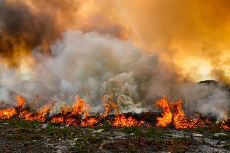 The Impact of Wildfires on Biodiversity and the Environment | Earth.Org