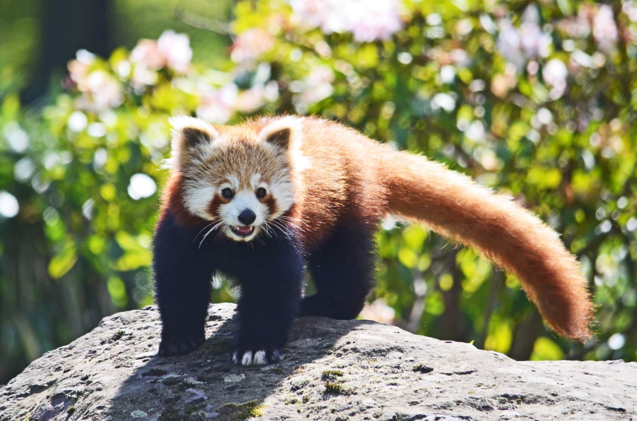 The Untold Story of Red Pandas: Threats and Conservation Efforts